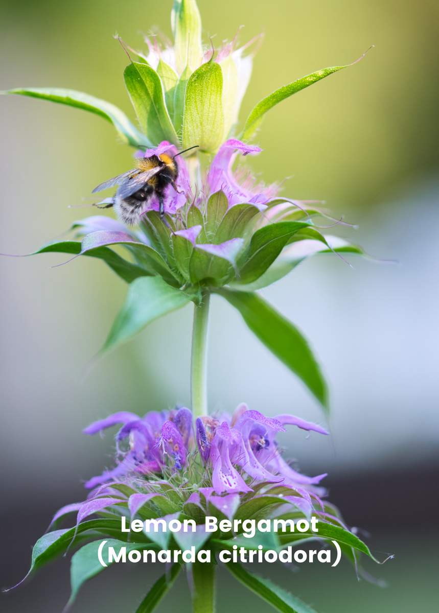 Bergamot Bundle - Live Bergamot Plants for Sale - SowExotic.com – Sow Exotic