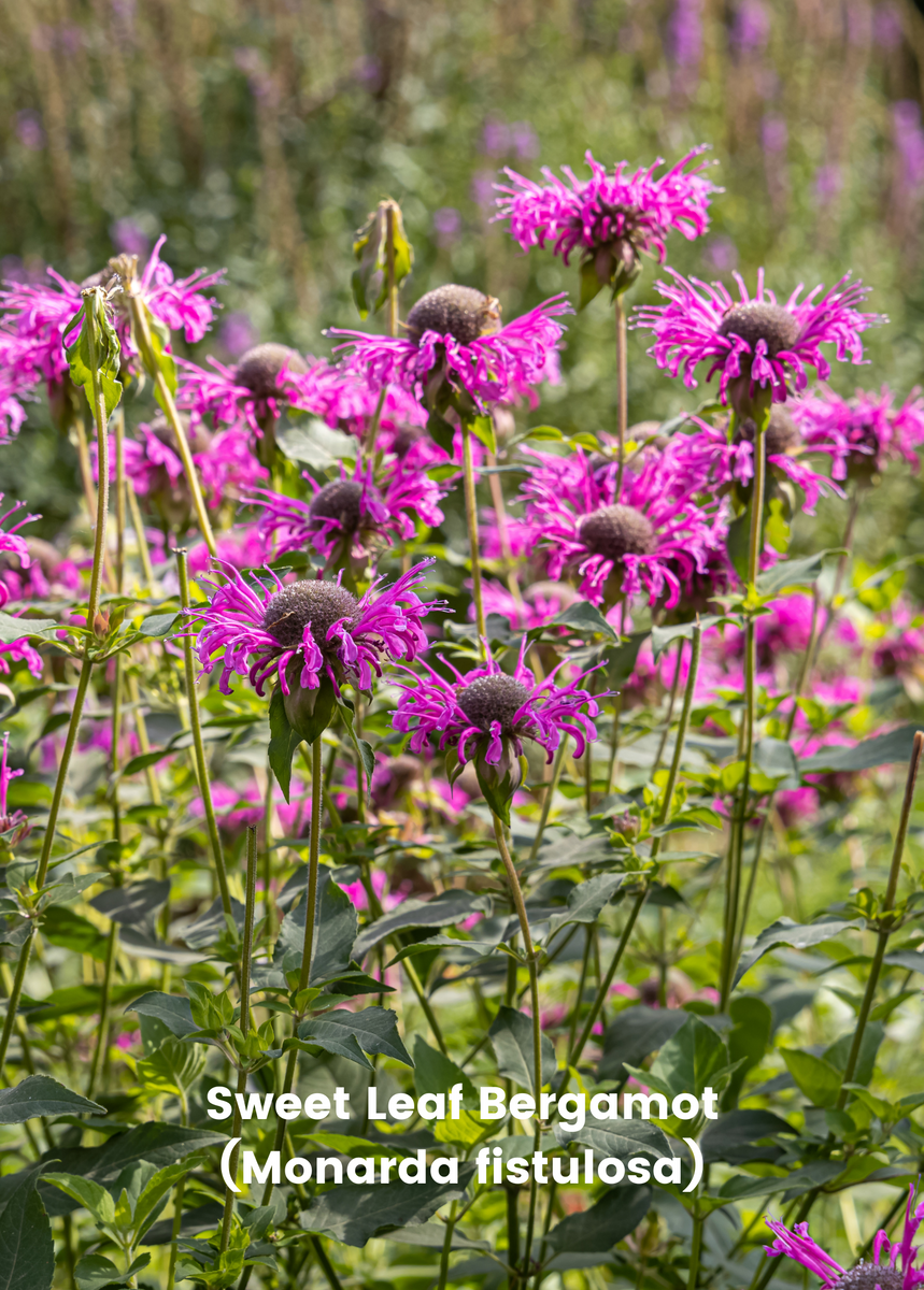 Bergamot Bundle - Live Bergamot Plants for Sale - SowExotic.com – Sow Exotic