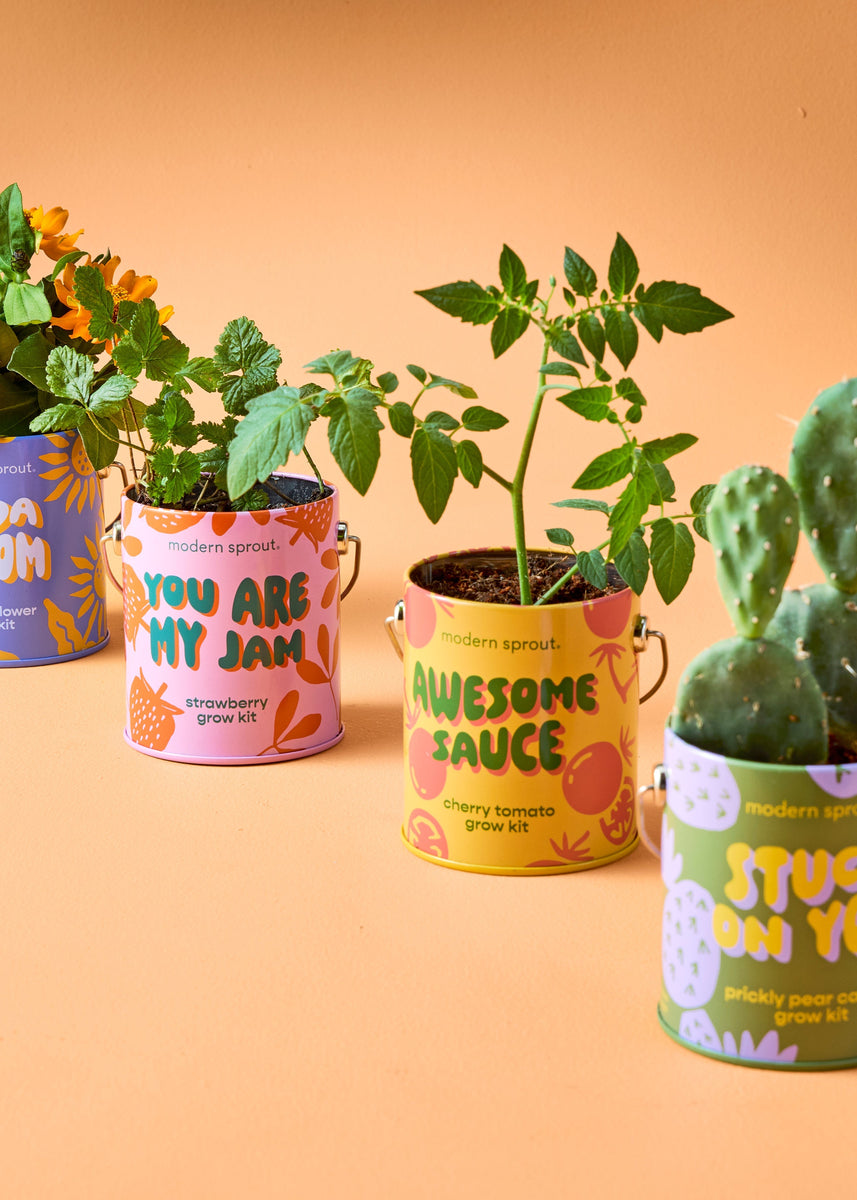 Complimentary Colors Grow Kits – Sow Exotic