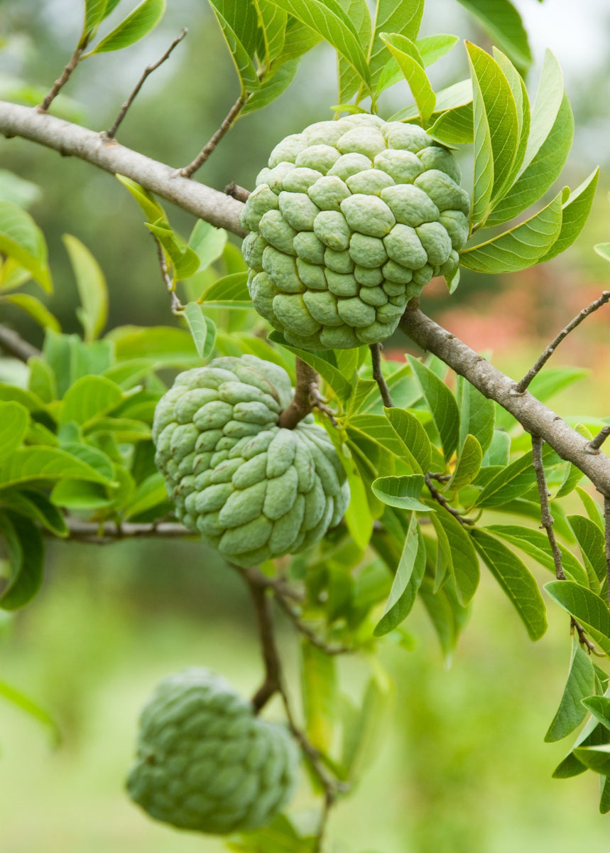 Sweetsop Tree