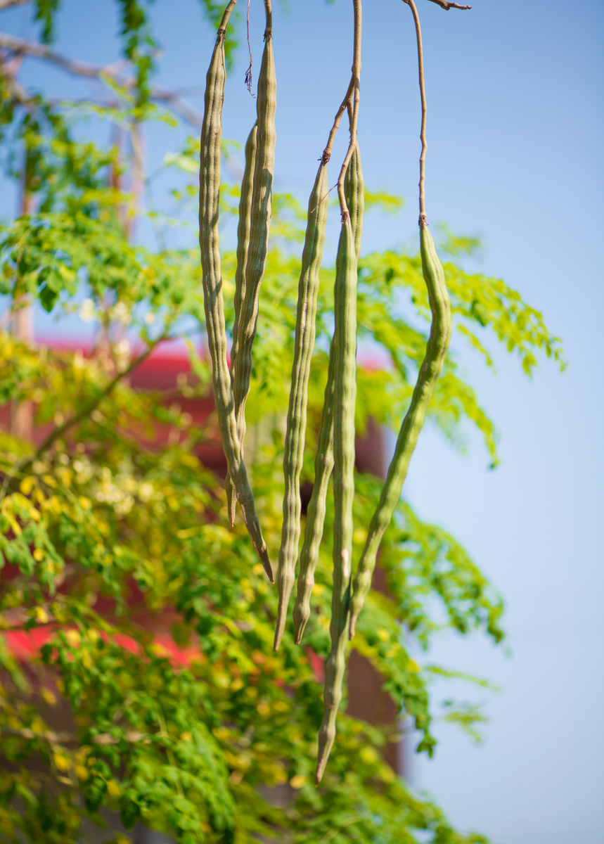 moringa oleifera tree
