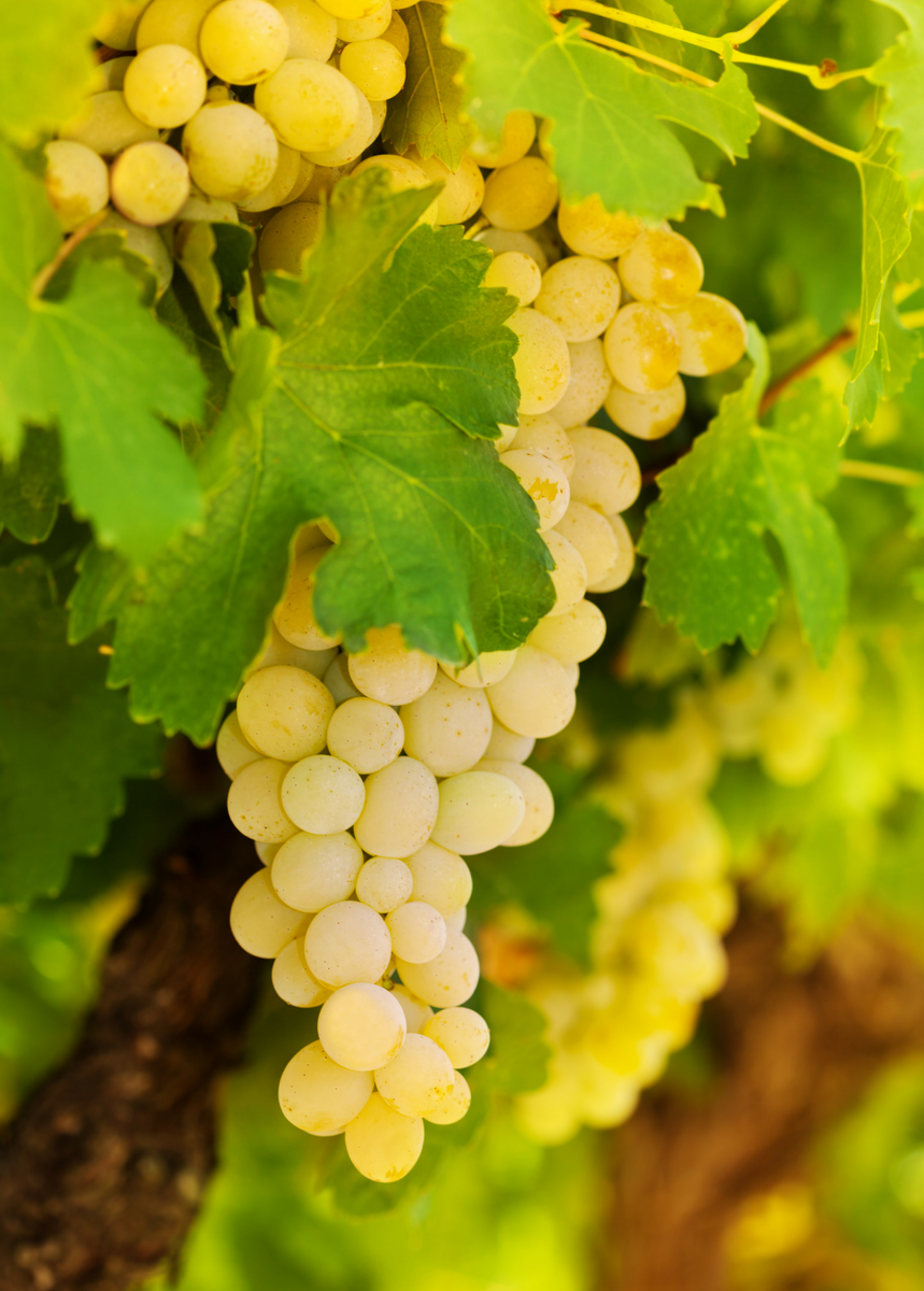 white grape vine