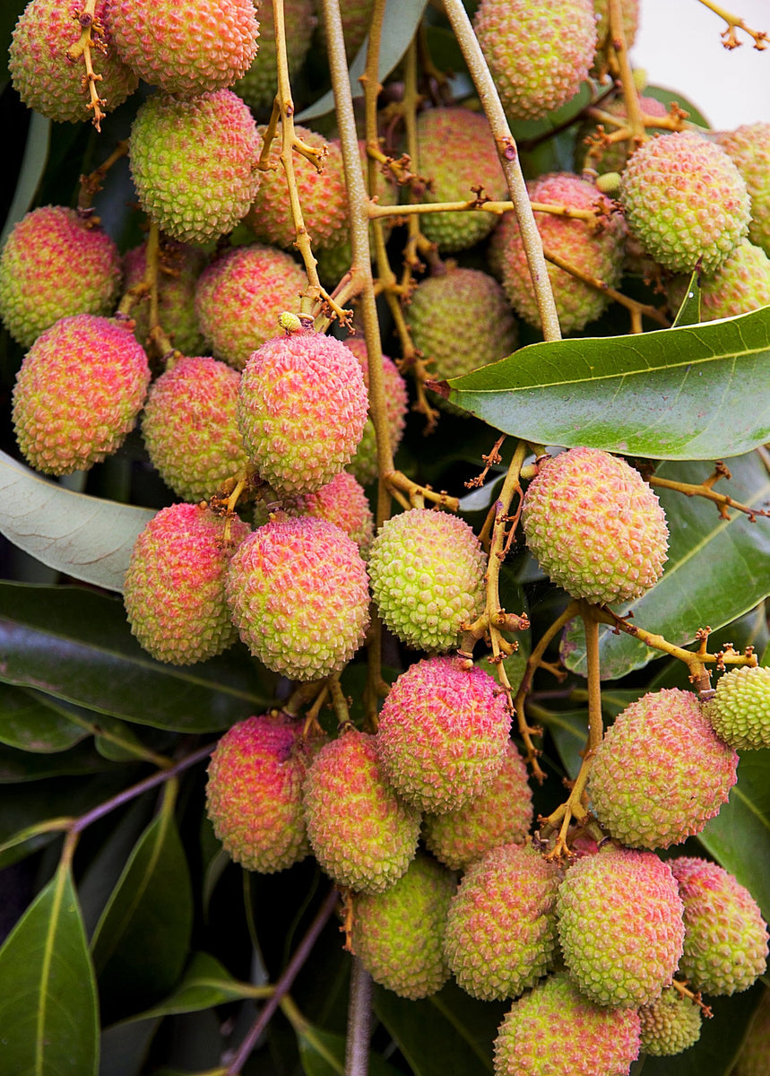 lychee fruit