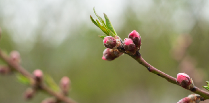 cherry tree winter care