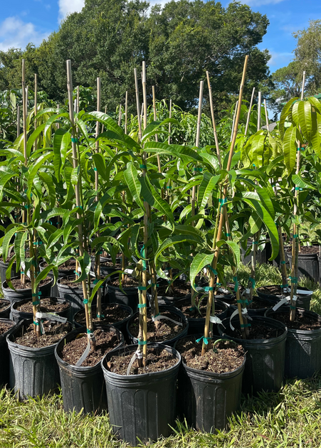Rootstock Guide: Why Turpentine Mango is the Preferred Rootstock for O ...