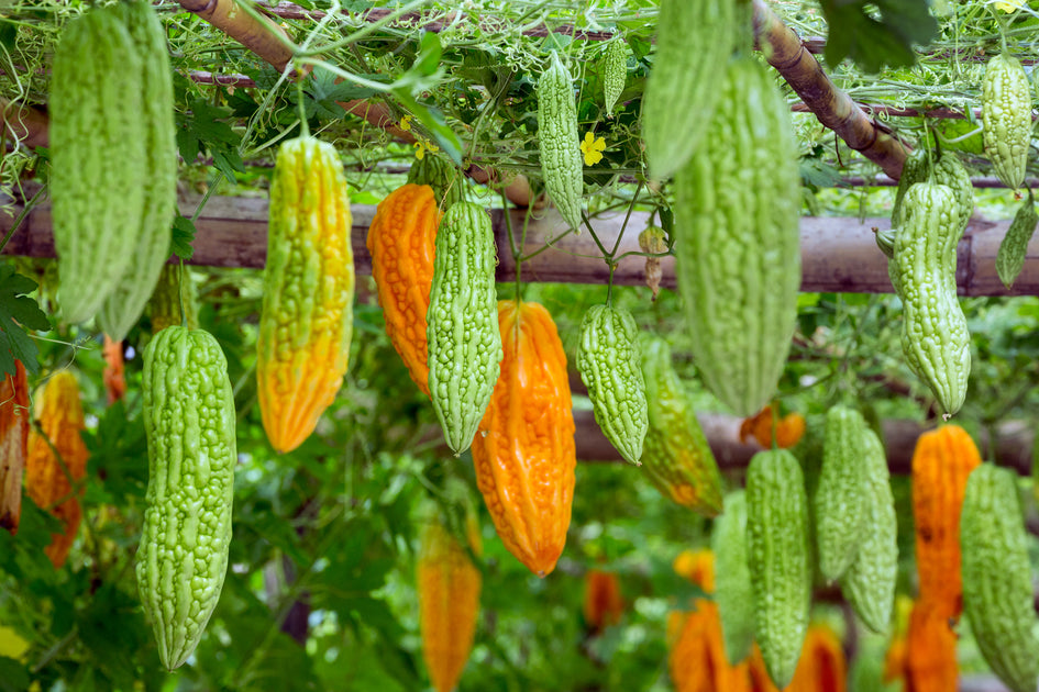 FAQs About Growing Bitter Melon Plants – Sow Exotic