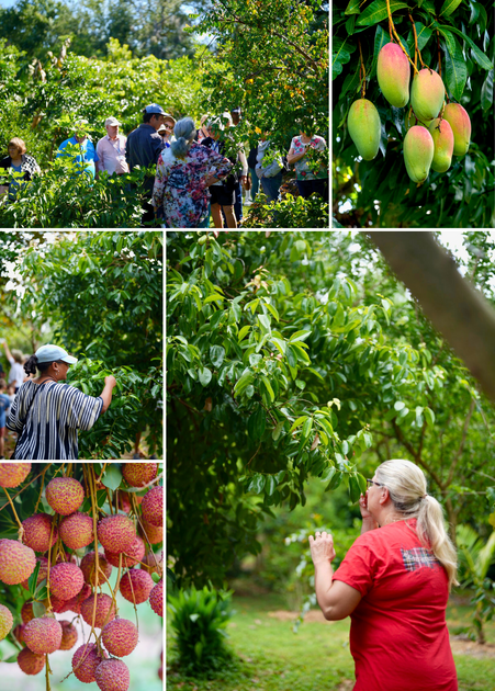 Introduction to Food Forests – Sow Exotic