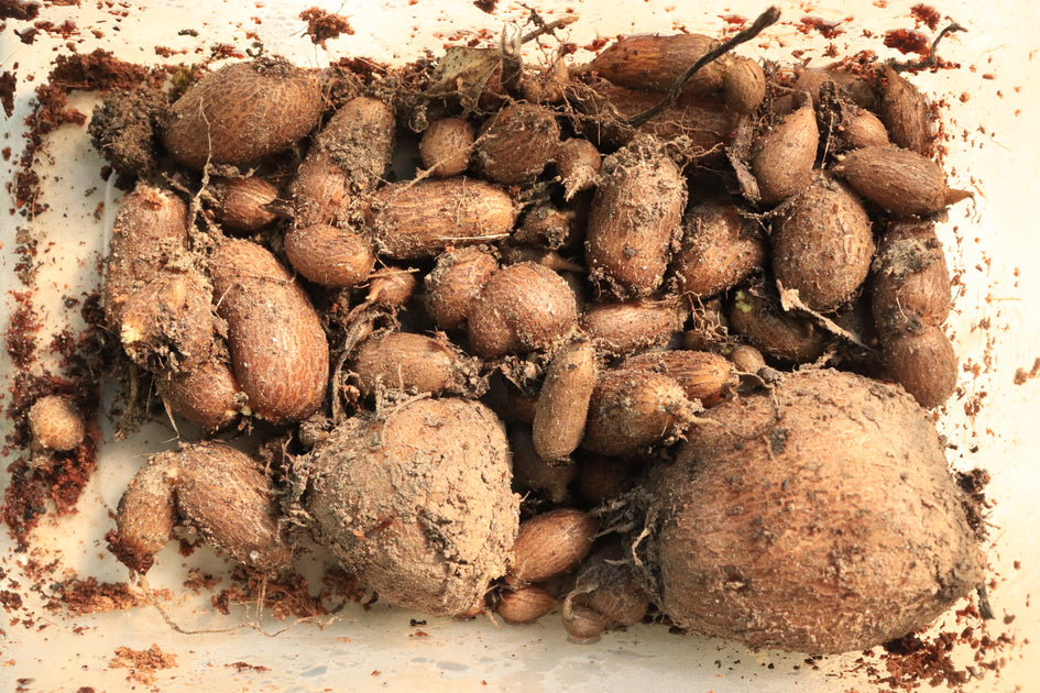 FAQs About Growing African Potato Mint Plants – Sow Exotic