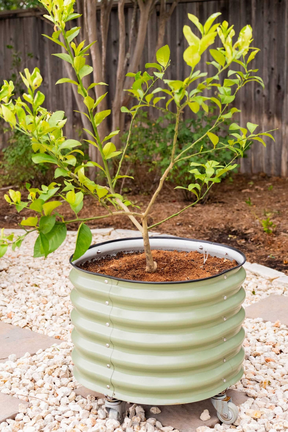 Growing Fruit Trees in Containers: Tips for Small Spaces – Sow Exotic
