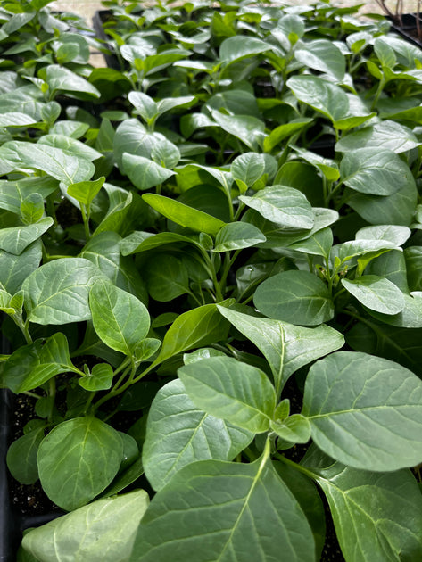 January BOGO – Sow Exotic