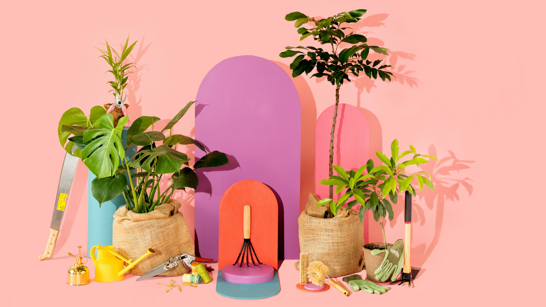 Our Favorites – Page 2 – Sow Exotic