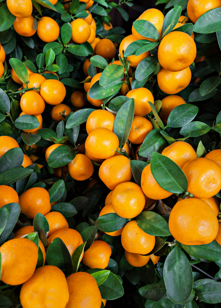 Rare & Unique Citrus Trees For Sale - SowExotic.com – Sow Exotic