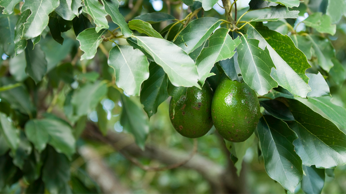 Rare Avocado Trees For Sale - SowExotic.com – Sow Exotic