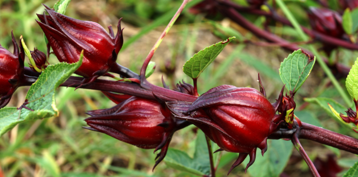 Grow Your Own Tea Plants! – Sow Exotic