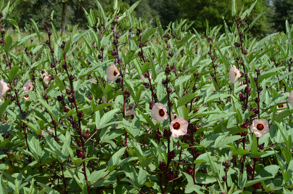 Pollinator Week Sale Collection – Sow Exotic