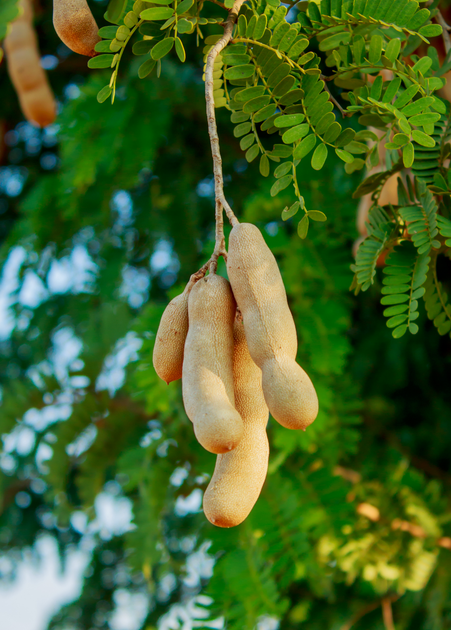 Tamarind Plants for Sale | SowExotic.com – Sow Exotic