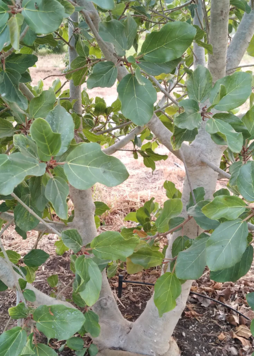 Sycamore Fig Plants For Sale - SowExotic.com – Sow Exotic