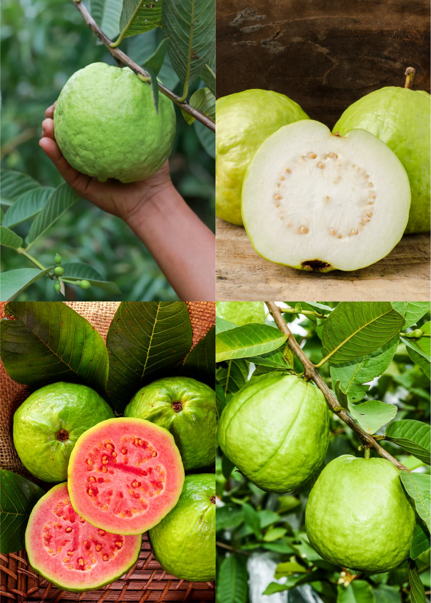 XL Guava Bundle: 'Ruby Supreme' & 'Kilo' Guava Tree – Sow Exotic