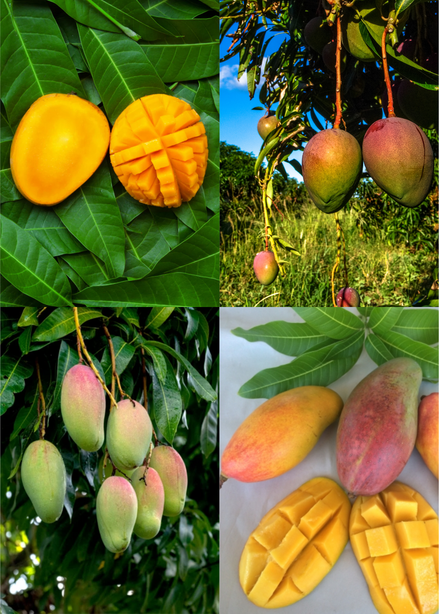 XL Mango Tree Bundle: 'Valencia Pride' + 'Angie' – Sow Exotic