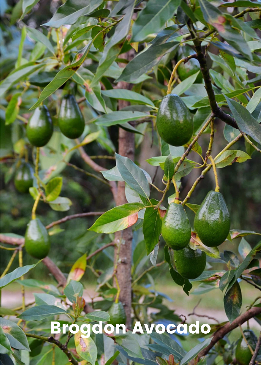 XL Avocado Bundle: 'Brogdon' & 'Russell' Avocado Trees – Sow Exotic