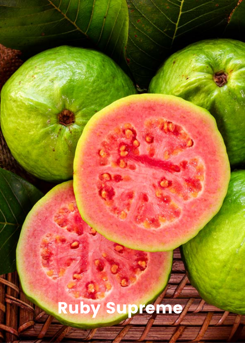 XL Guava Bundle: 'Ruby Supreme' & 'Kilo' Guava Tree – Sow Exotic