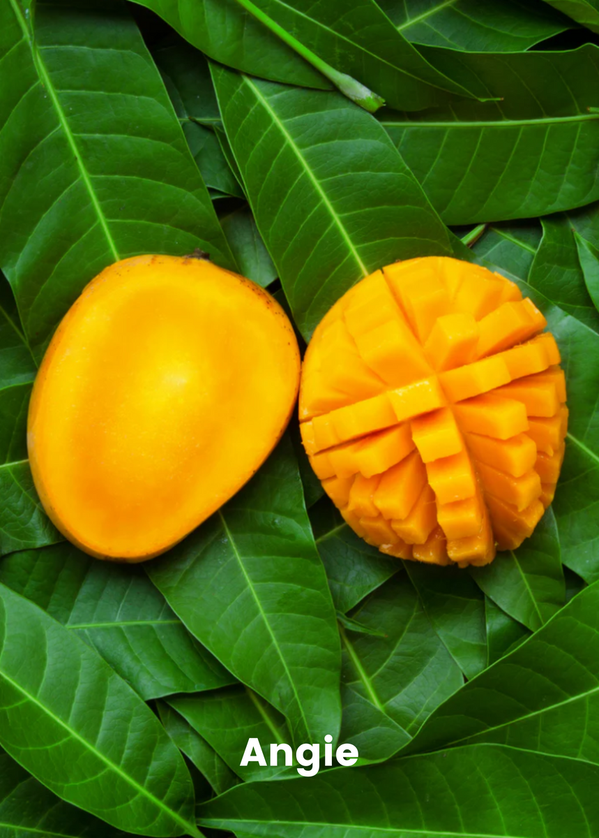 Mango Bundle: Valencia Pride + Angie – Sow Exotic