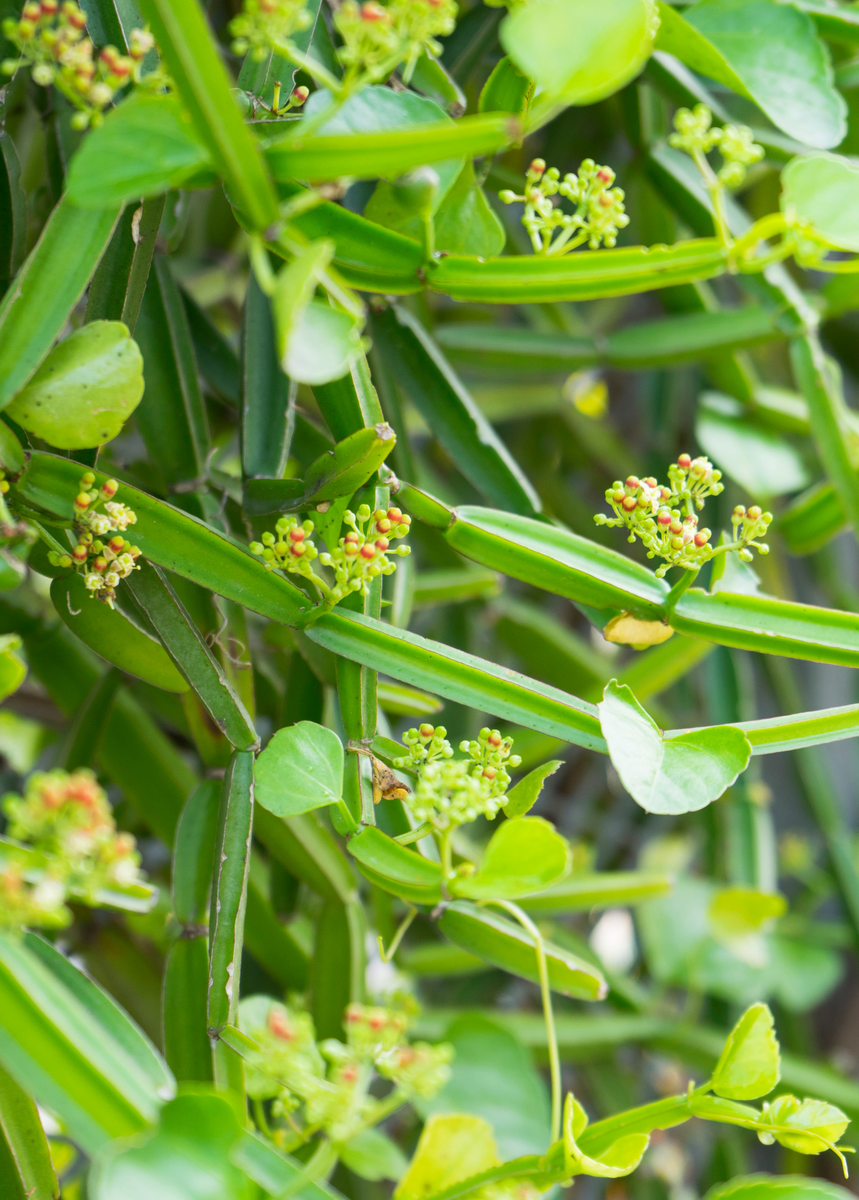 Veld Grape, Hadjod (Cissus quadrangularis) Plant - SowExotic.com – Sow ...