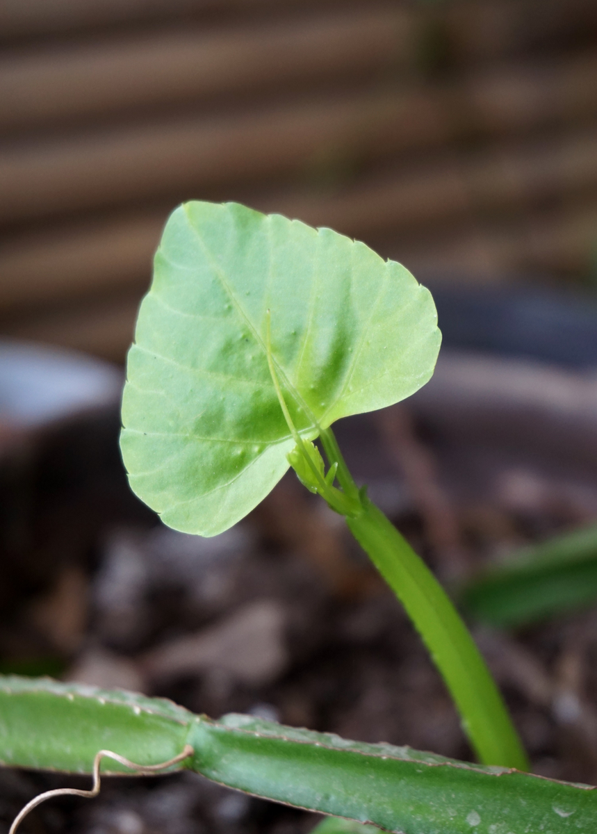 Veld Grape, Hadjod (Cissus quadrangularis) Plant - SowExotic.com – Sow ...