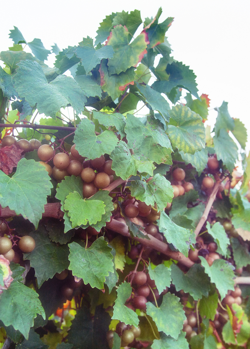 Carlos Muscadine Grape FRUITING NOW - SowExotic.com – Sow Exotic