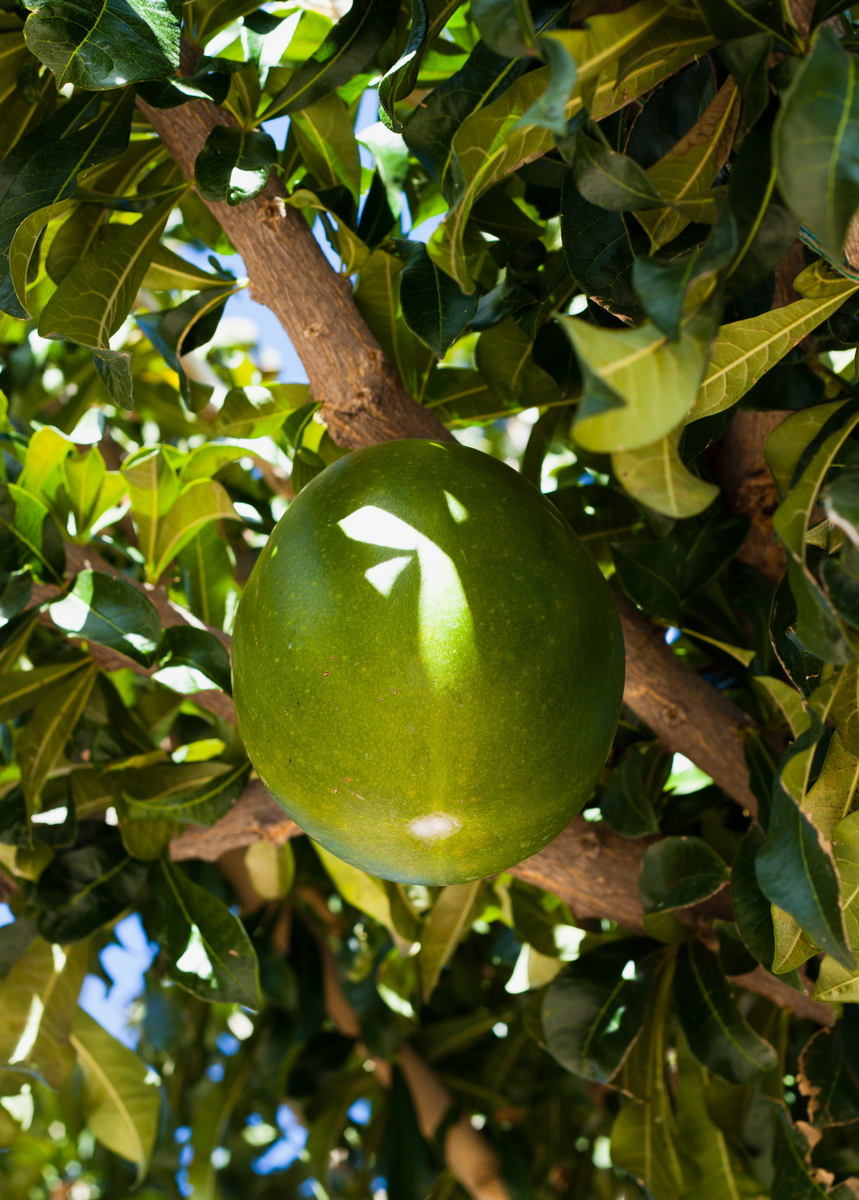 Abiu Fruit Trees for Sale - SowExotic.com – Sow Exotic