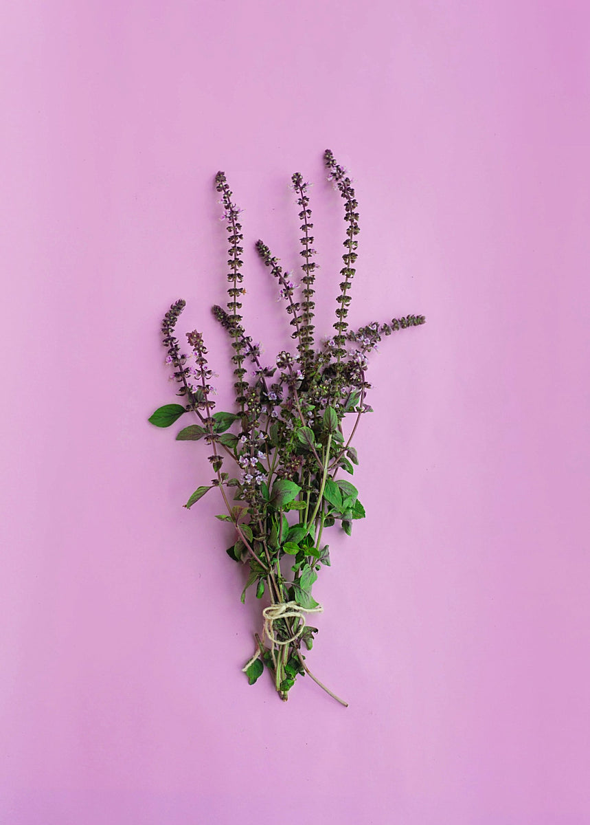 African Blue Basil Plants For Sale - SowExotic.com – Sow Exotic