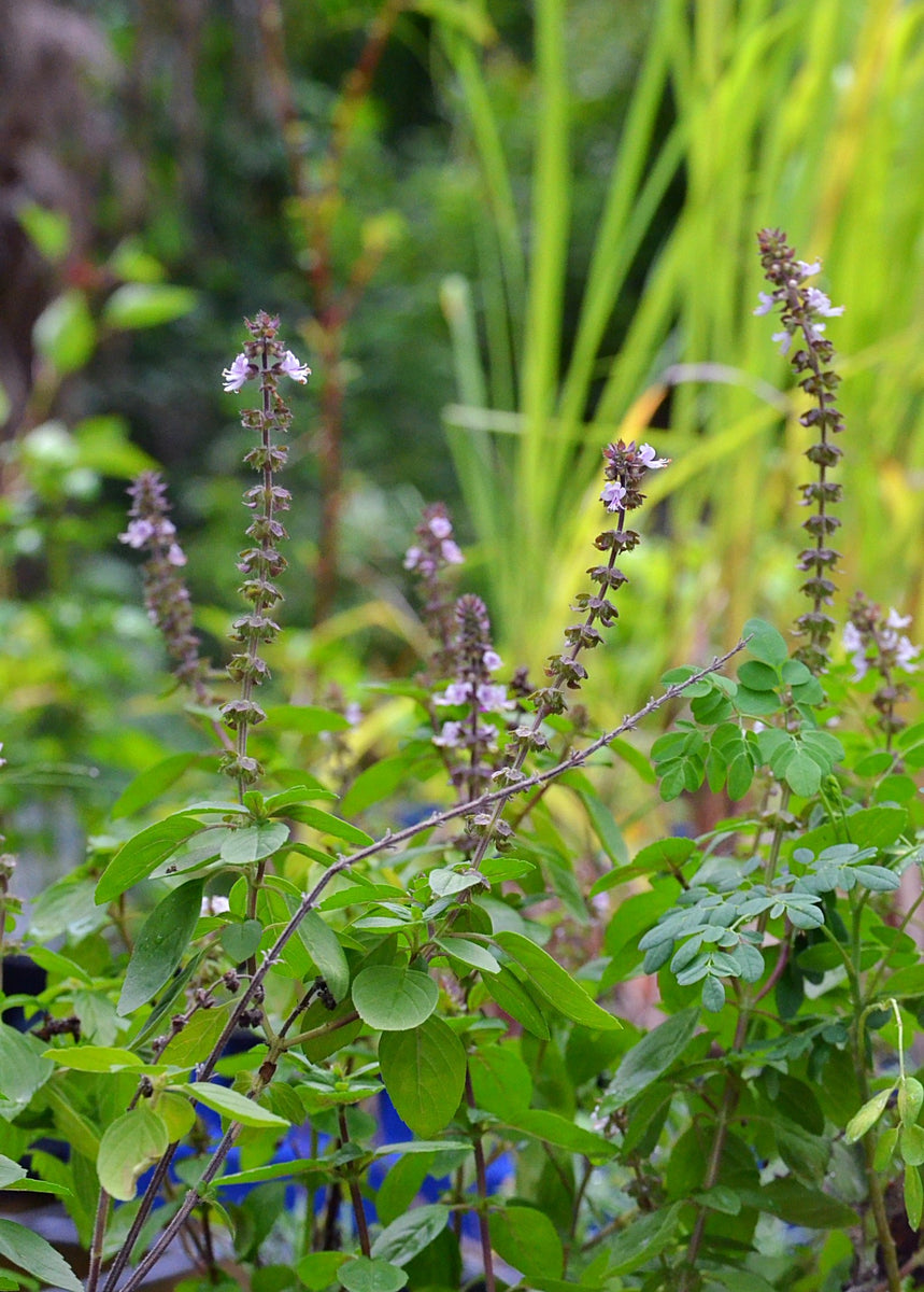African Blue Basil Plants For Sale - SowExotic.com – Sow Exotic