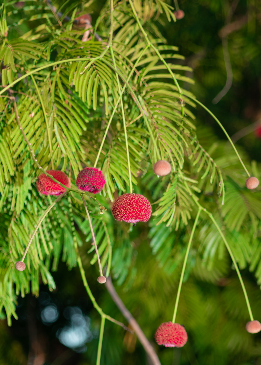 African Locust Bean Tree For Sale - SowExotic.com – Sow Exotic