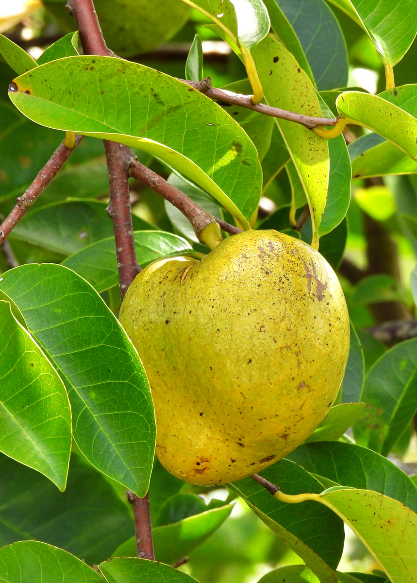 Pond Apple | Live Fruit Tree | Sow Exotic