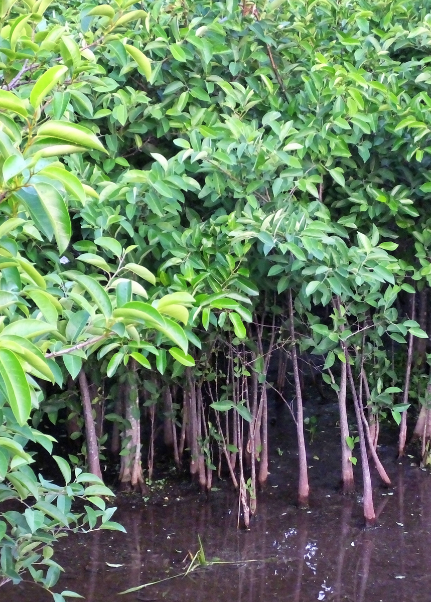 Pond Apple | Live Fruit Tree | Sow Exotic