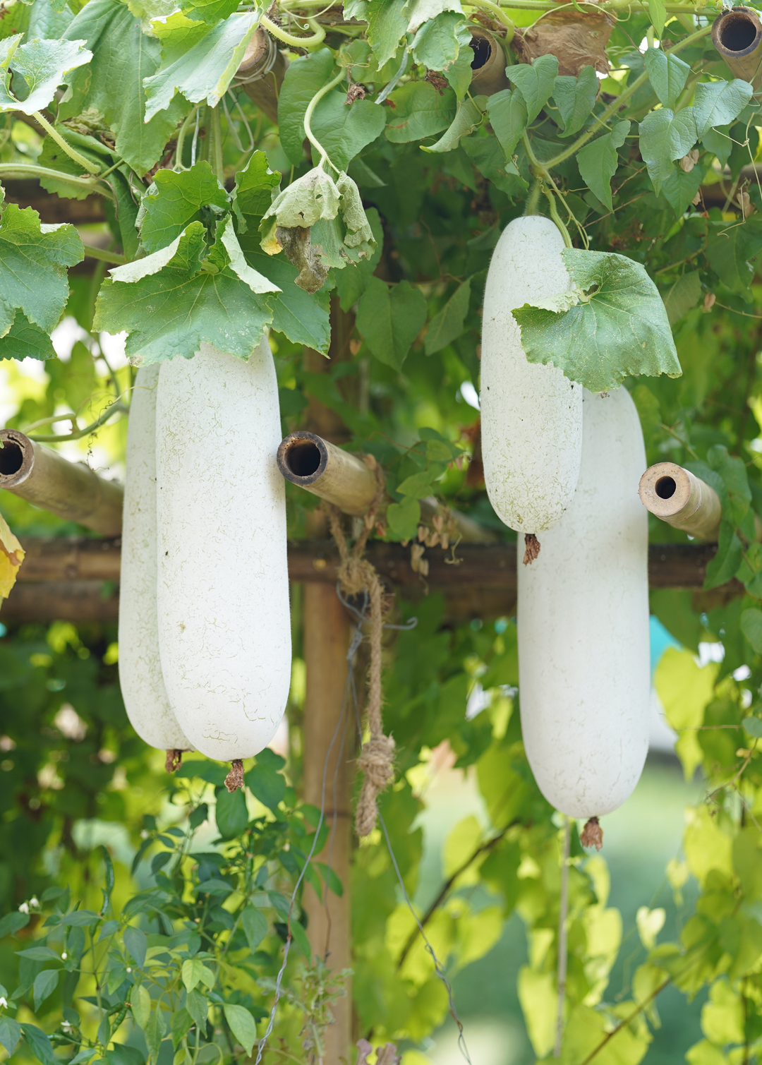 Ash Gourd Plant At Home