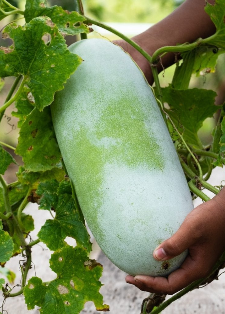 Winter Melon, Ash Gourd, Wax Gourd Plant For Sale - SowExotic.com – Sow ...