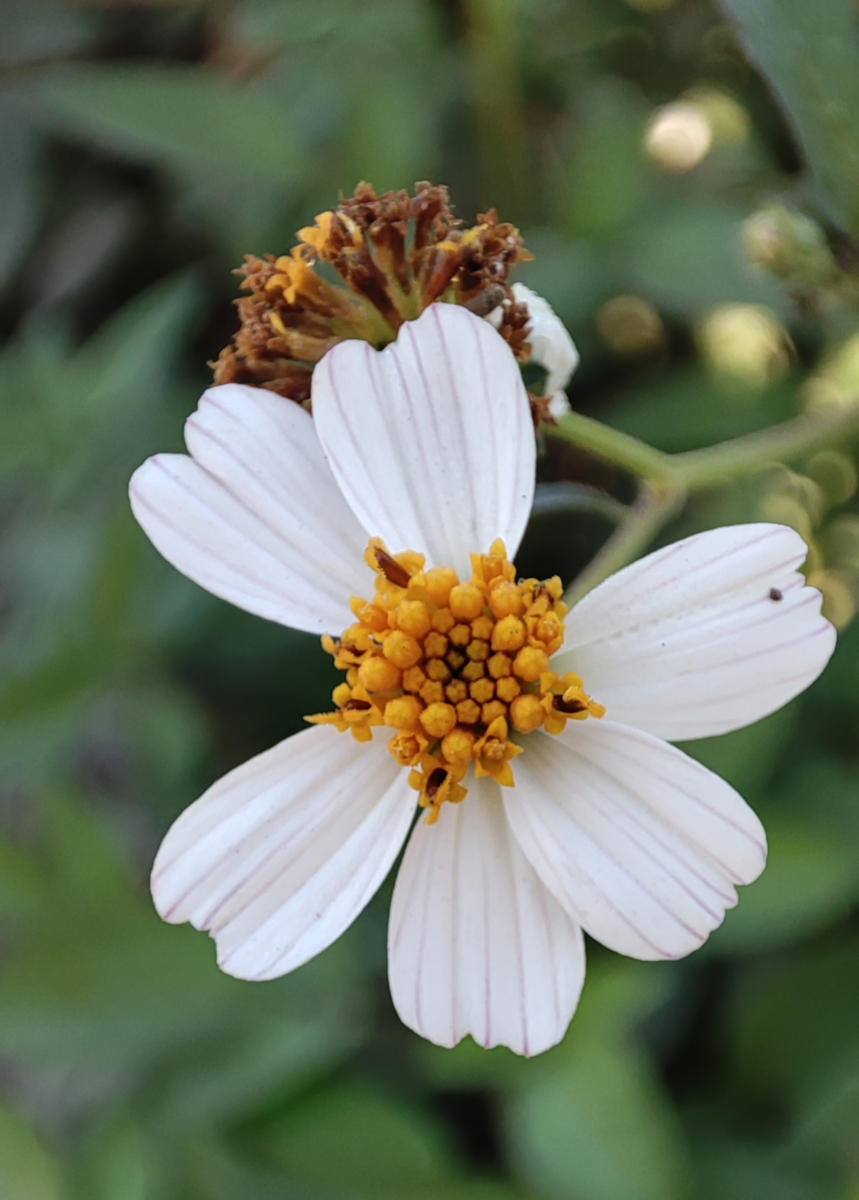 Spanish Needle (Bidens Alba) Live Plants For Sale - SowExotic.com – Sow ...