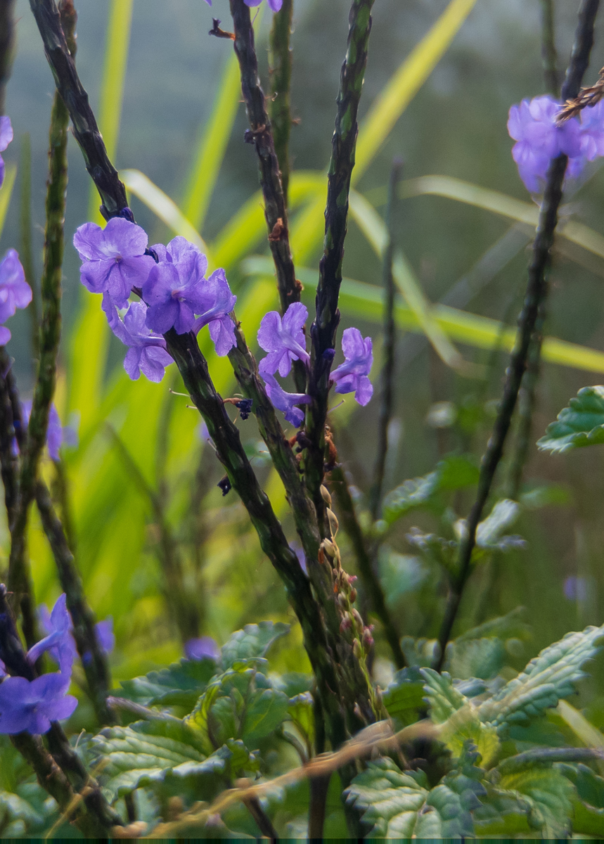 Blue Porterweed Plant for Sale - SowExotic.com – Sow Exotic