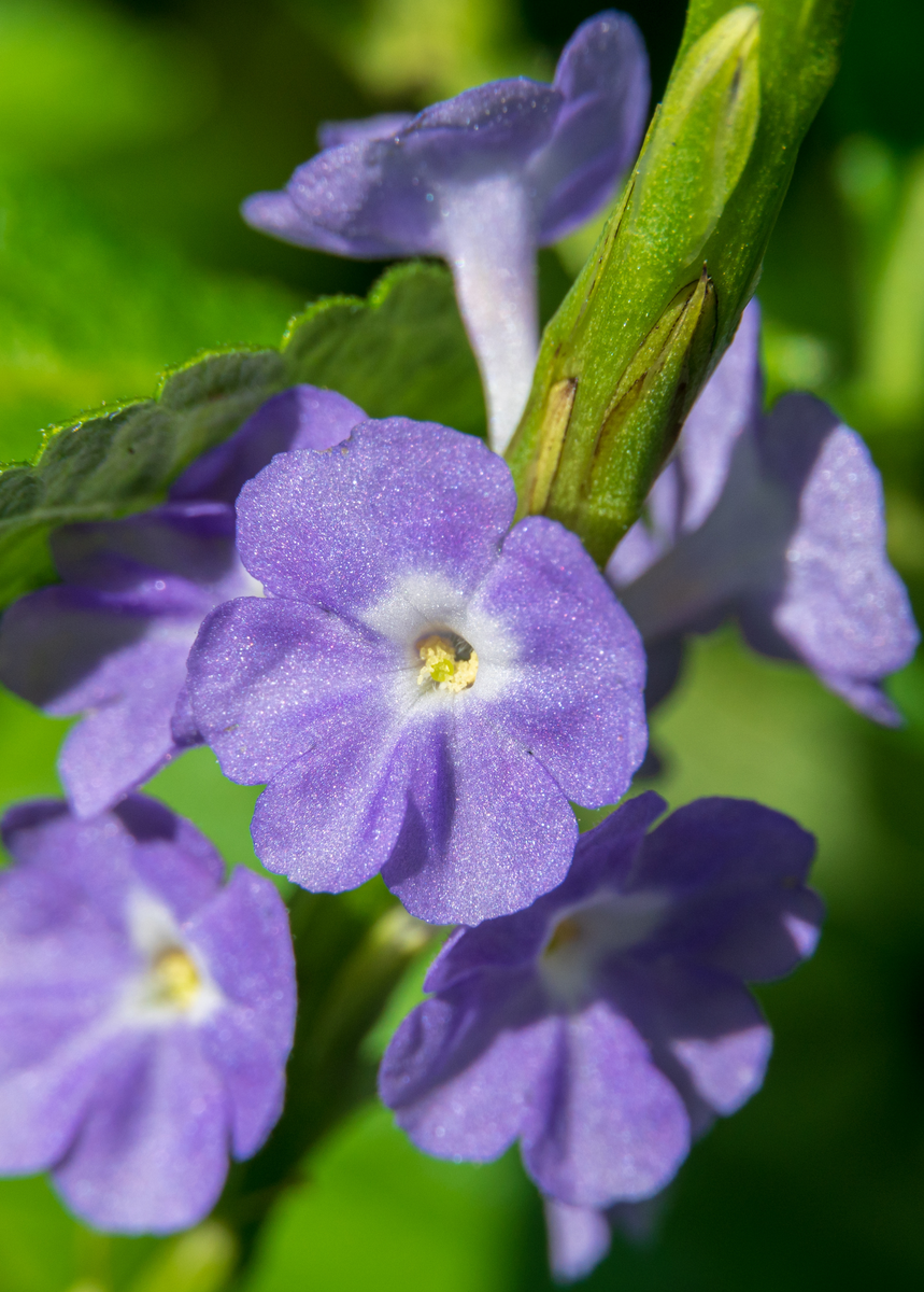 Blue Porterweed Plant for Sale - SowExotic.com – Sow Exotic