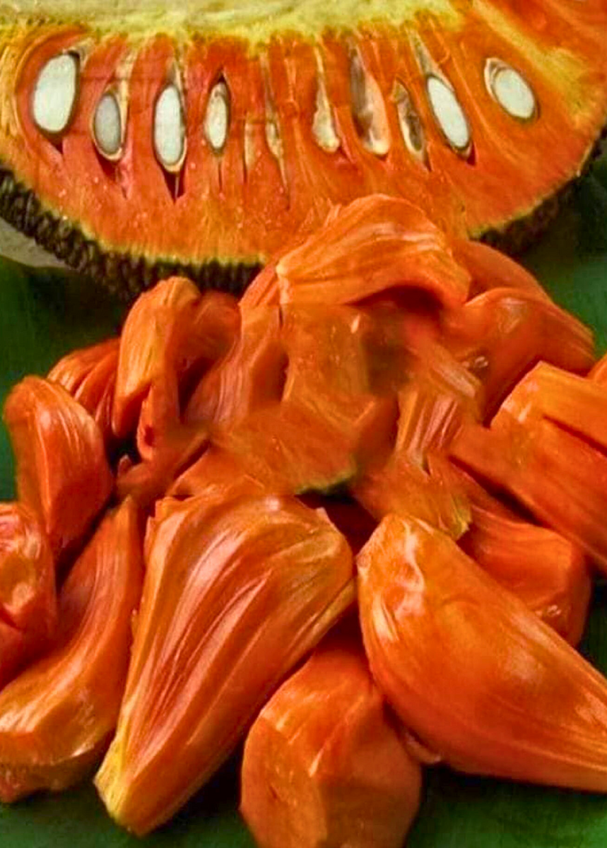 Rare Red Borneo Jackfruit Trees for Sale - SowExotic.com – Sow Exotic
