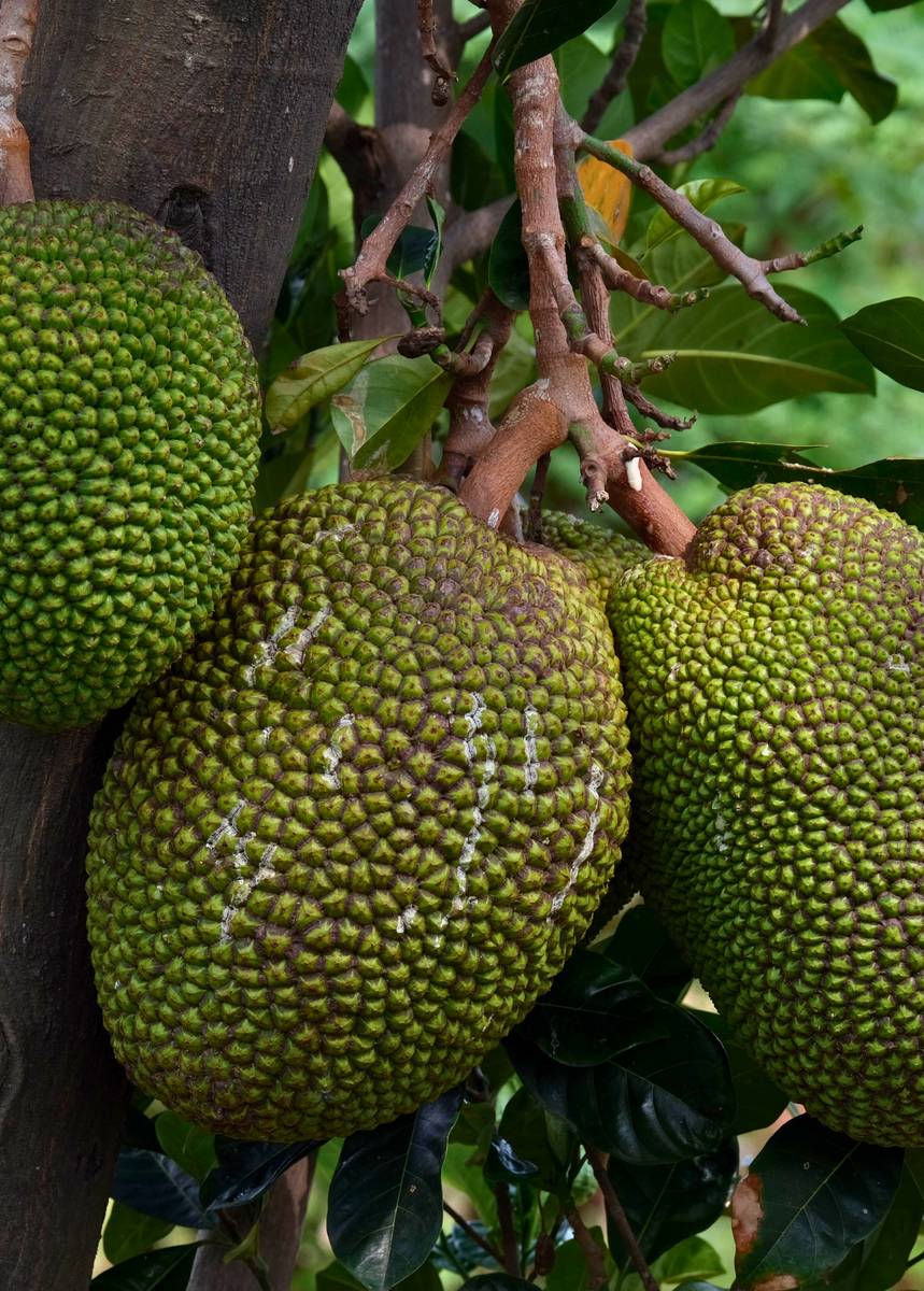 Rare Red Borneo Jackfruit Trees for Sale - SowExotic.com – Sow Exotic