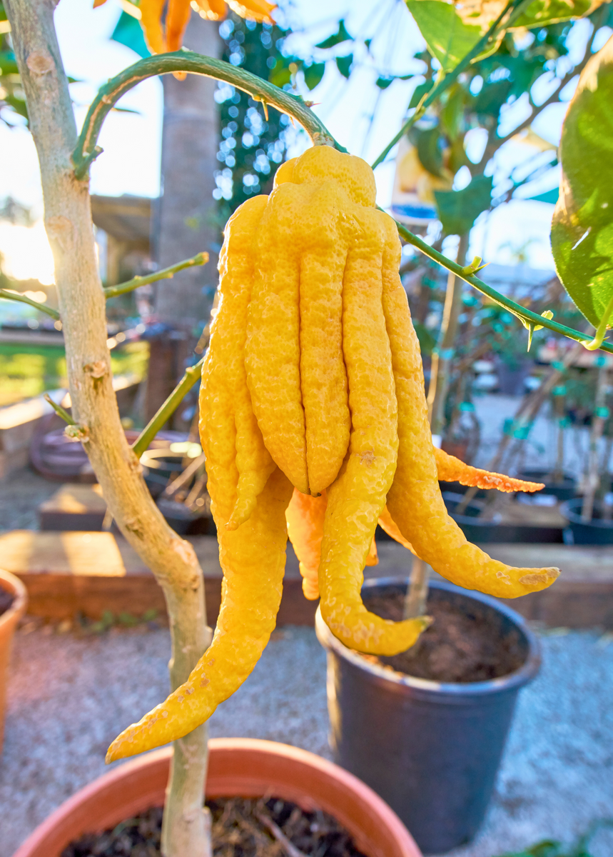 Buddha's Hand Citrus Fruit Trees For Sale - SowExotic.com – Sow Exotic