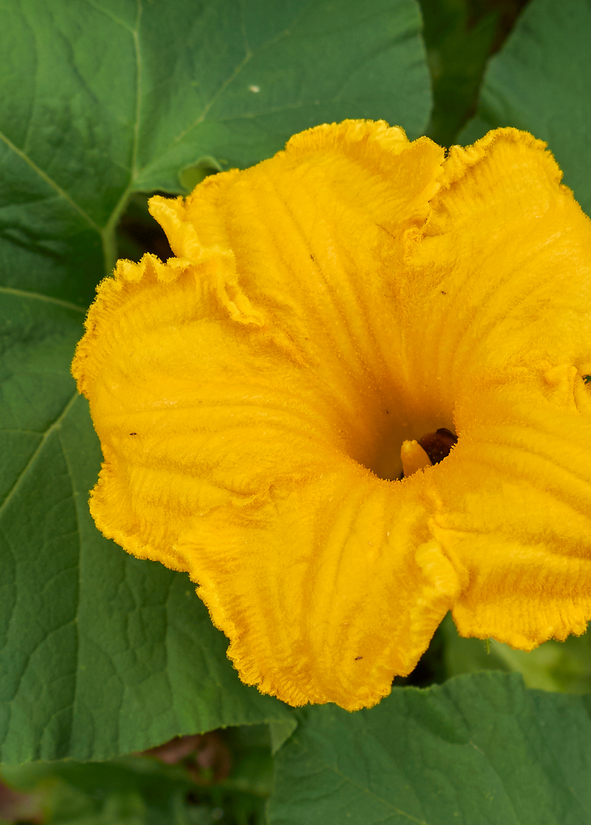 Calabaza (Cucurbita moschata) Plants for Sale - Sow exotic.com – Sow Exotic