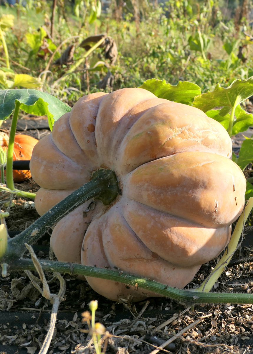 Calabaza (Cucurbita moschata) Plants for Sale - Sow exotic.com – Sow Exotic