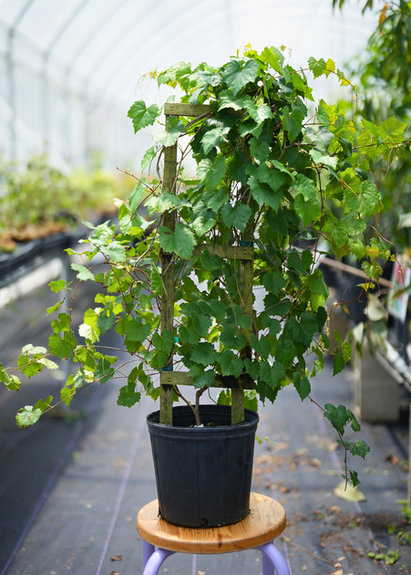 New Arrivals – Sow Exotic