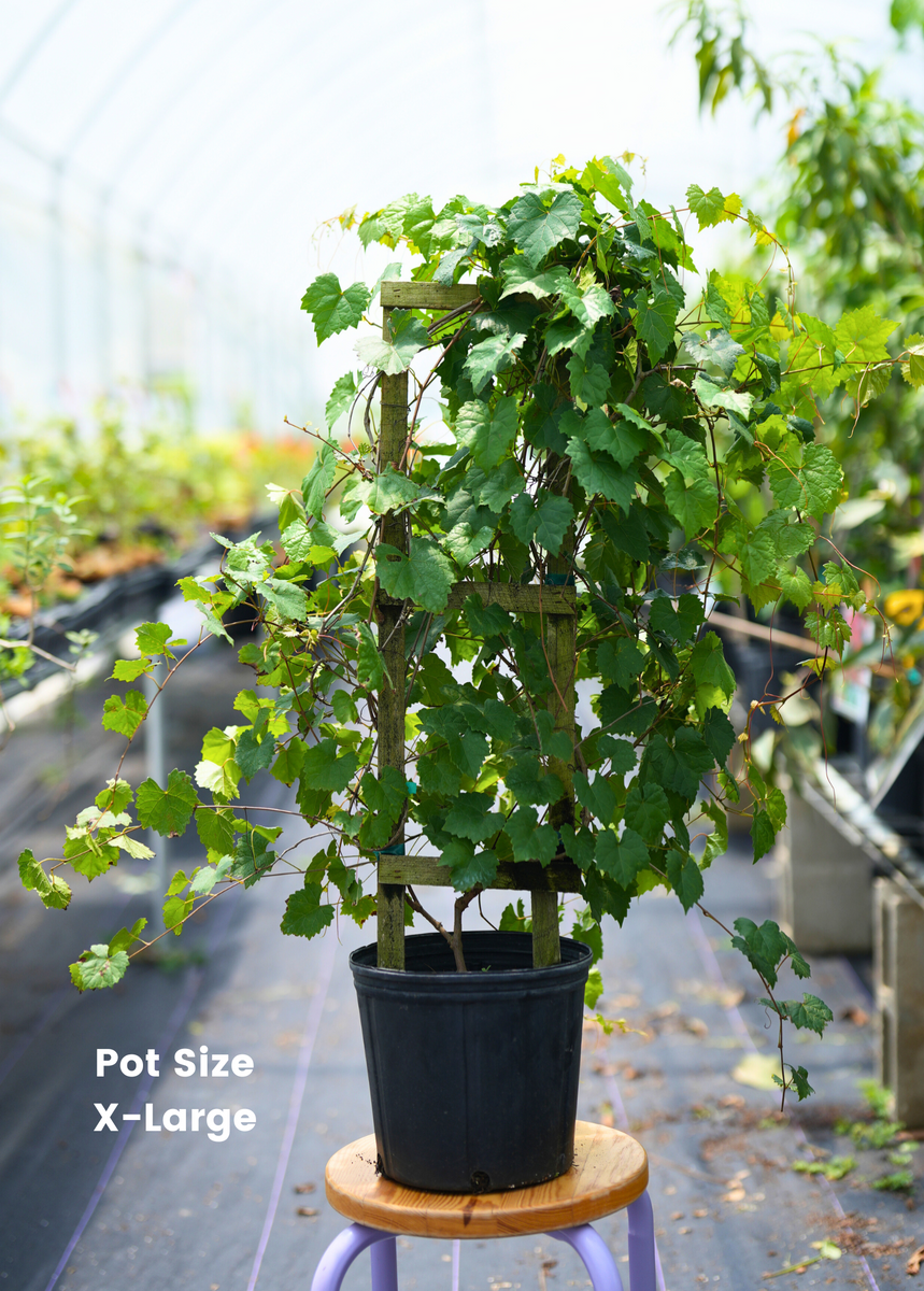 Carlos Muscadine Grape FRUITING NOW - SowExotic.com – Sow Exotic
