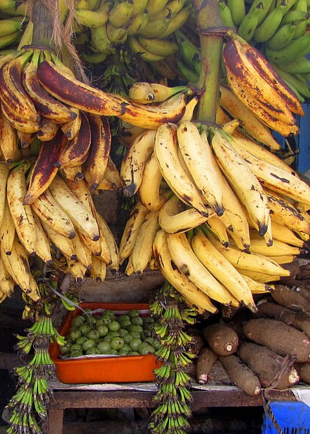 Tropical Fruit & Spice Trees – Tagged "banana"– Sow Exotic