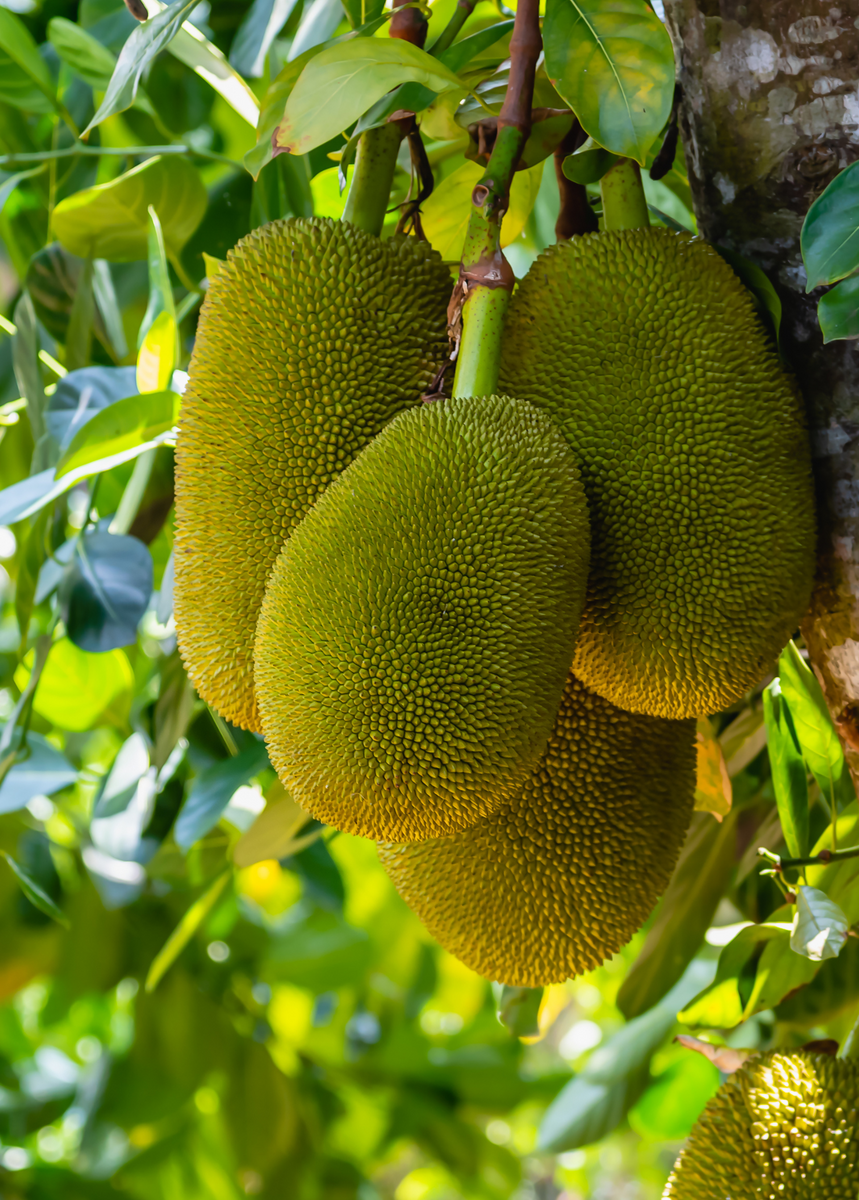 Cheena Jackfruit Trees for Sale - SowExotic.com – Sow Exotic