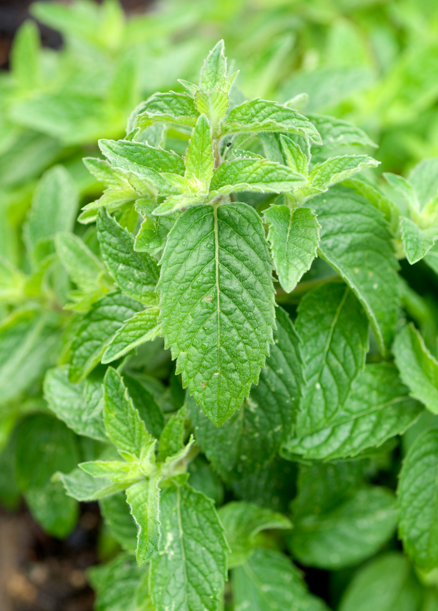 Chinese Mint Bo-He Plants For Sale - SowExotic.com – Sow Exotic